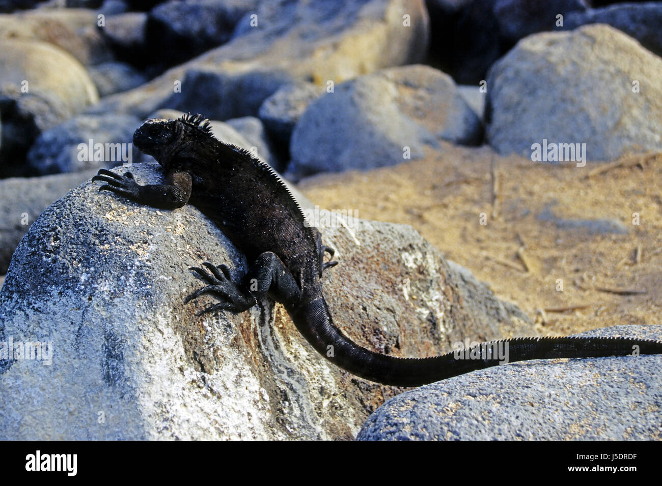 Iguana tooth hi-res stock photography and images - Alamy
