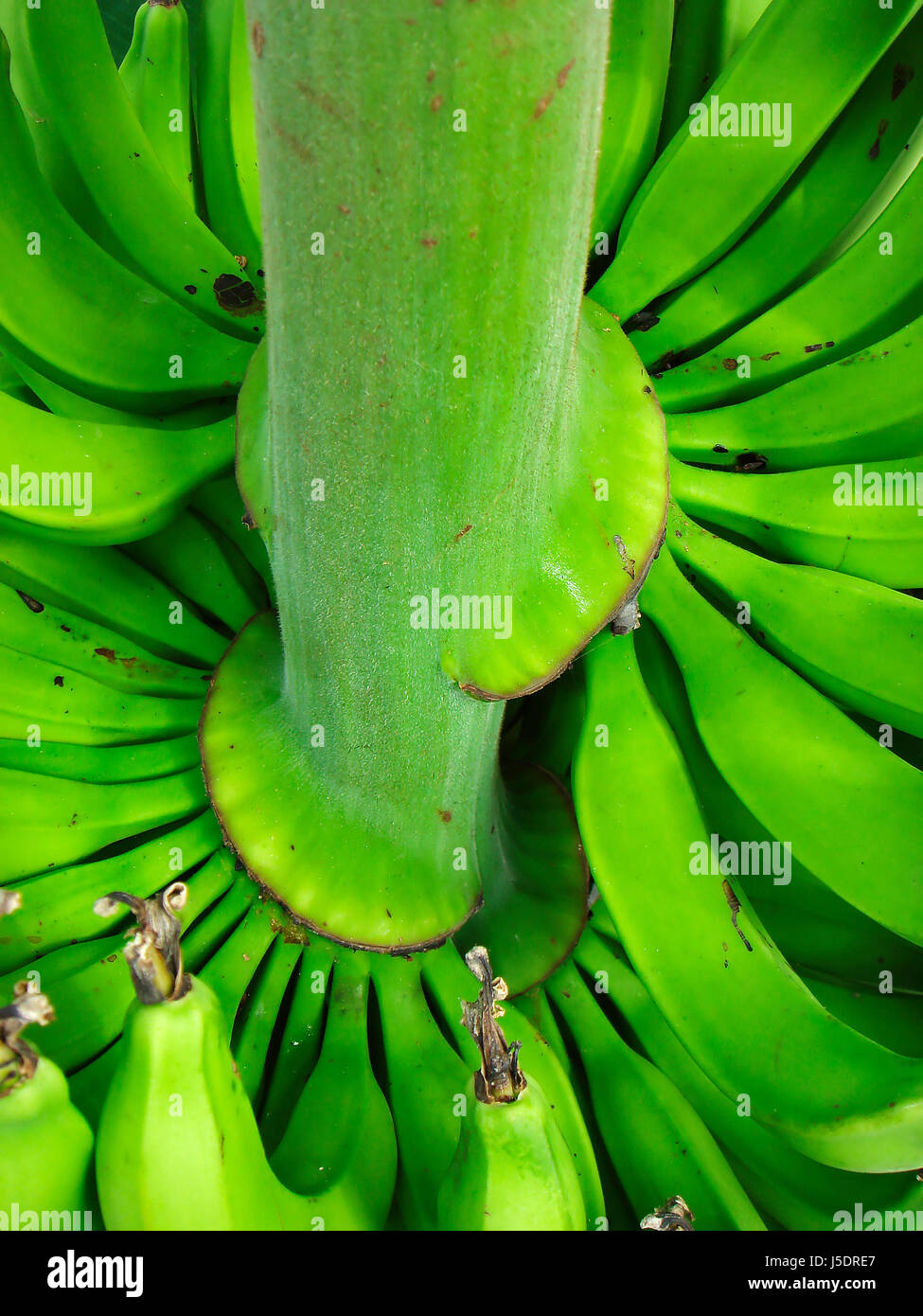 vitamins vitamines fruit exotic palm tree immature infantile childish ...