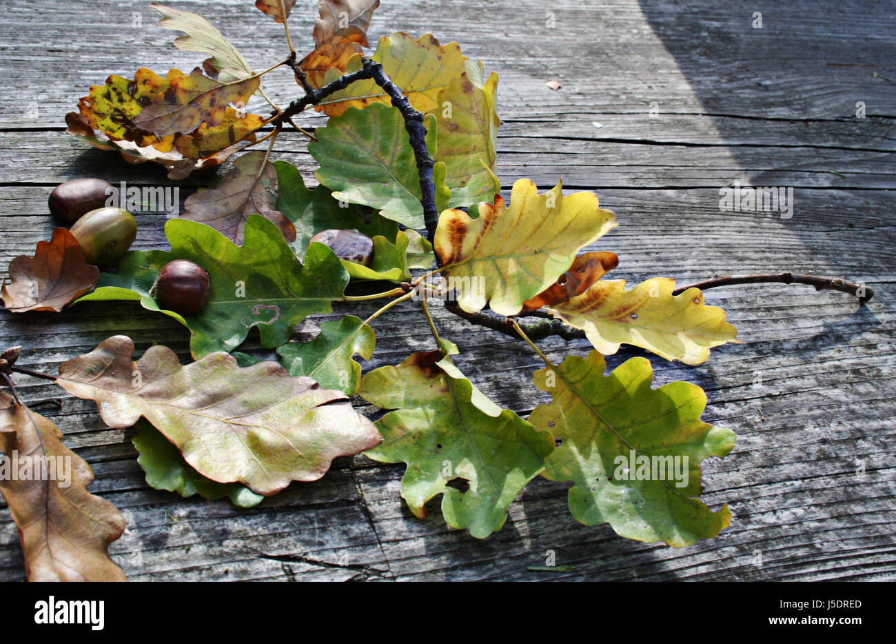 still life wood oak acorn acorns table fall autumn eichenbltter ...