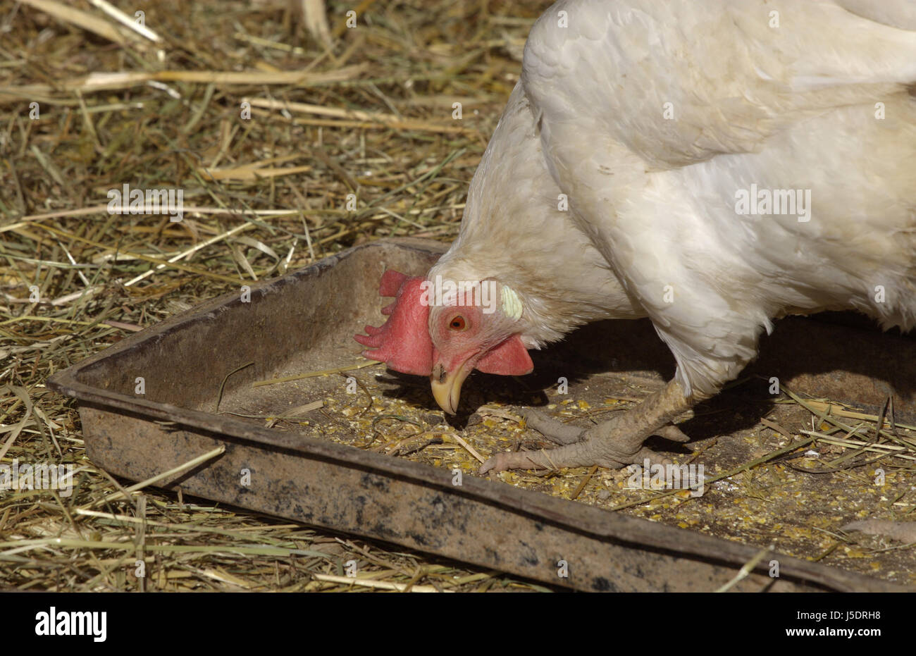 Hen pecking order hi-res stock photography and images - Alamy