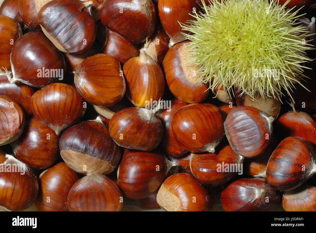 progenies fruits fruit chestnuts chestnut chestnut tree fried fall ...