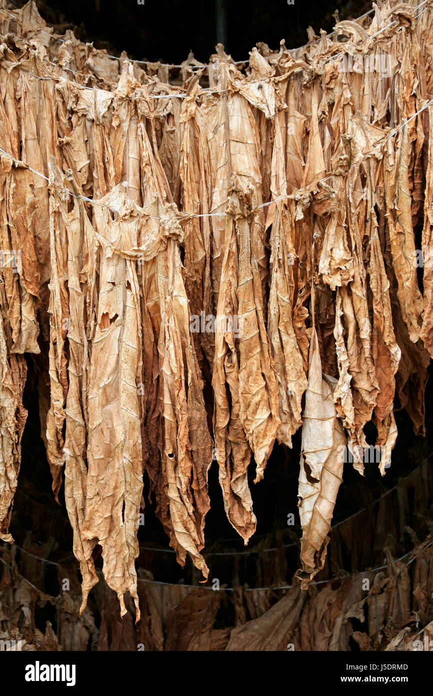 agrarian plant agriculture farming useful plant tobacco dry nicotine ...