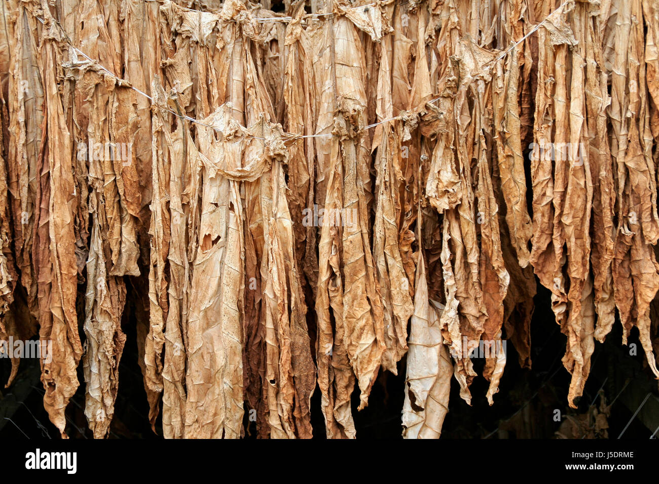 agrarian plant agriculture farming useful plant tobacco dry nicotine ...