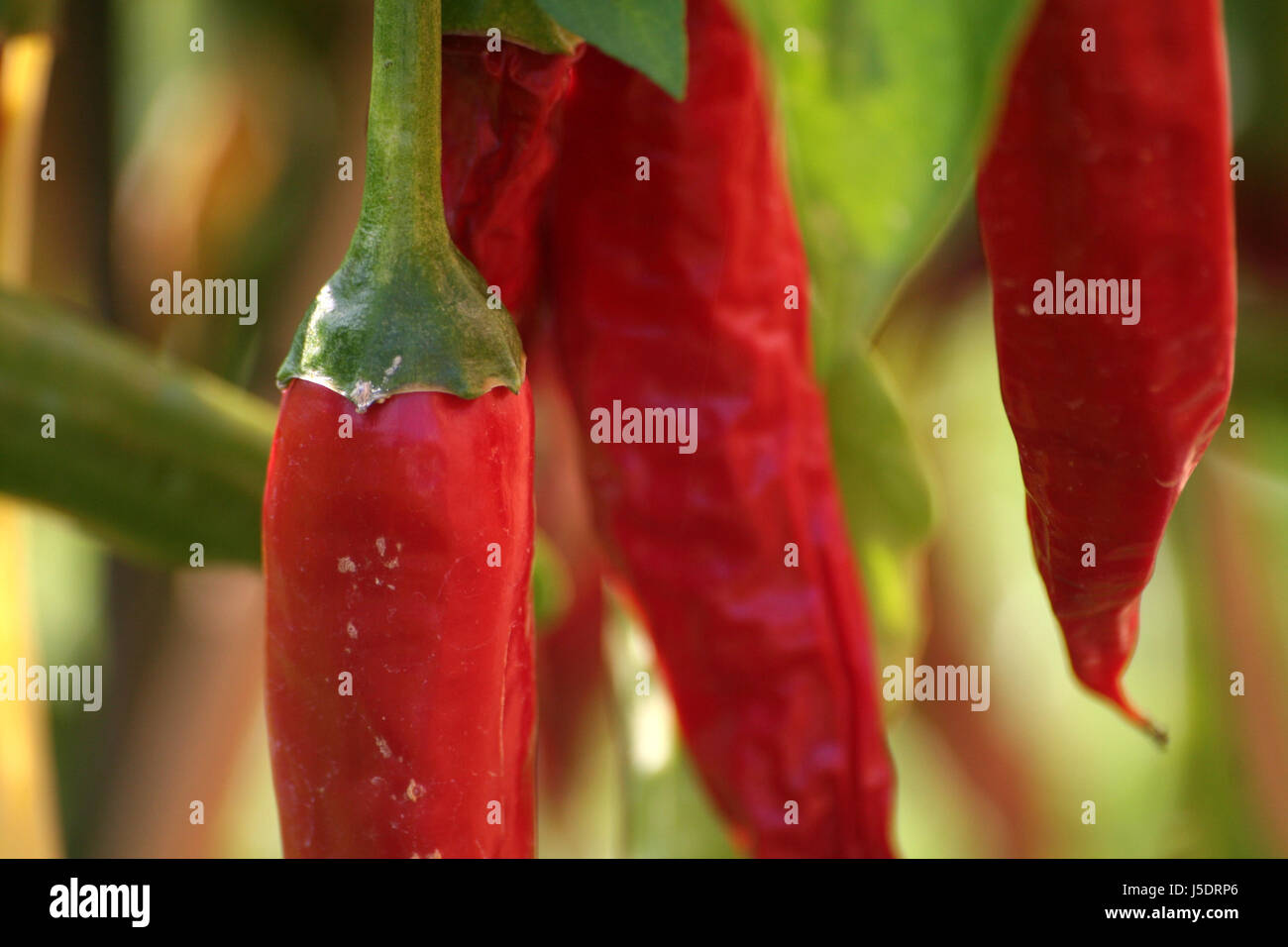 food aliment leaf garden green leaves boil cooks boiling cooking ...