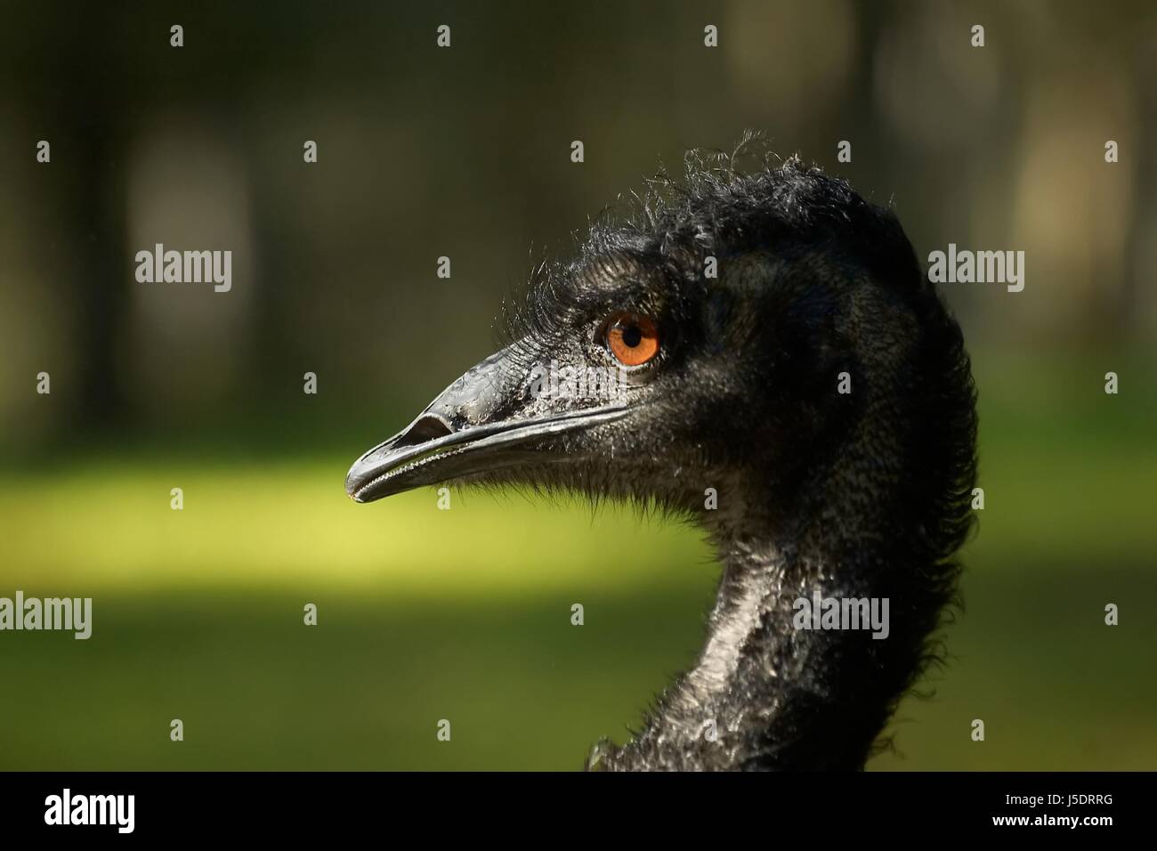 bird portrait birds lateral cursorial birds emu laufvogel dromaius ...