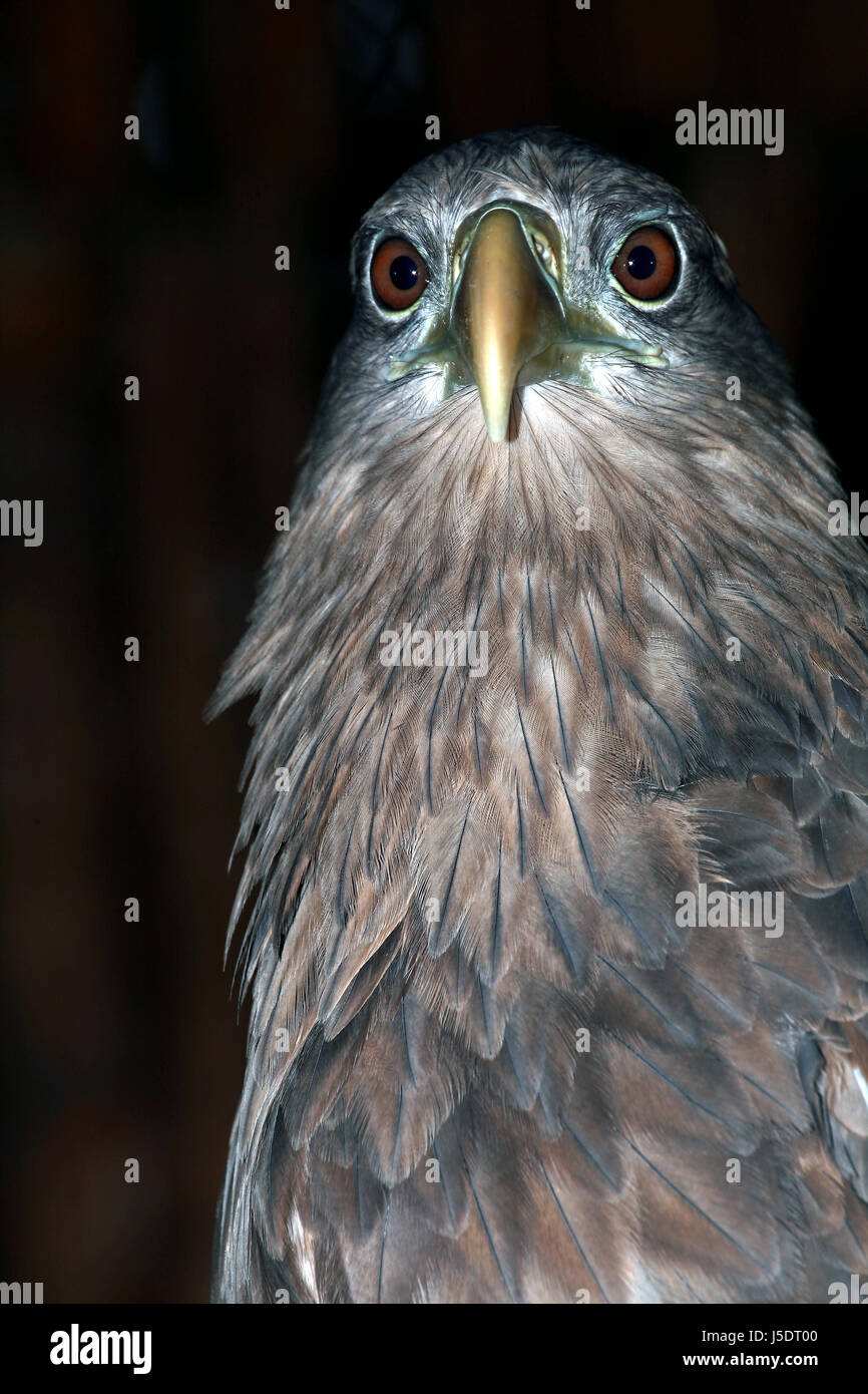 a magnificent eagle Stock Photo - Alamy