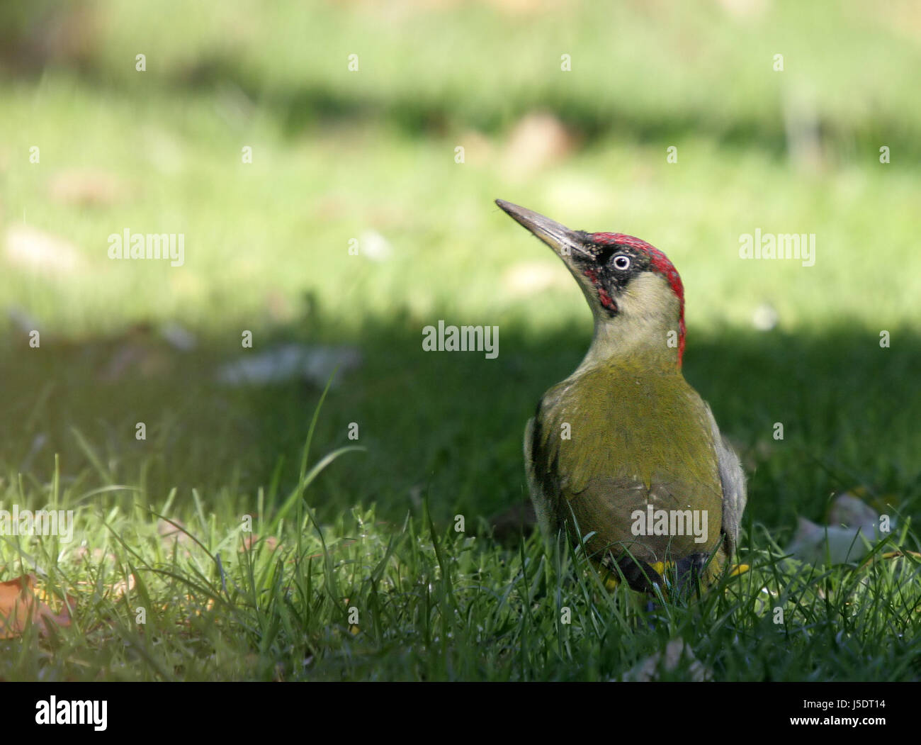 bird green birds pointed beak tele woodpecker wildlife beaks meadow red ...