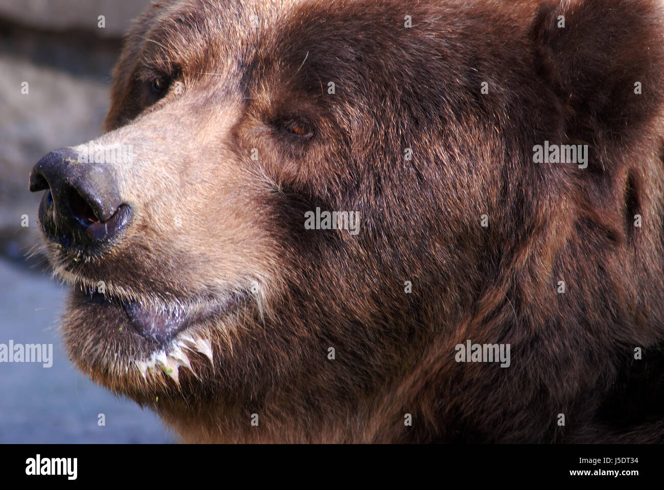 Kodiak wolf hi-res stock photography and images - Alamy