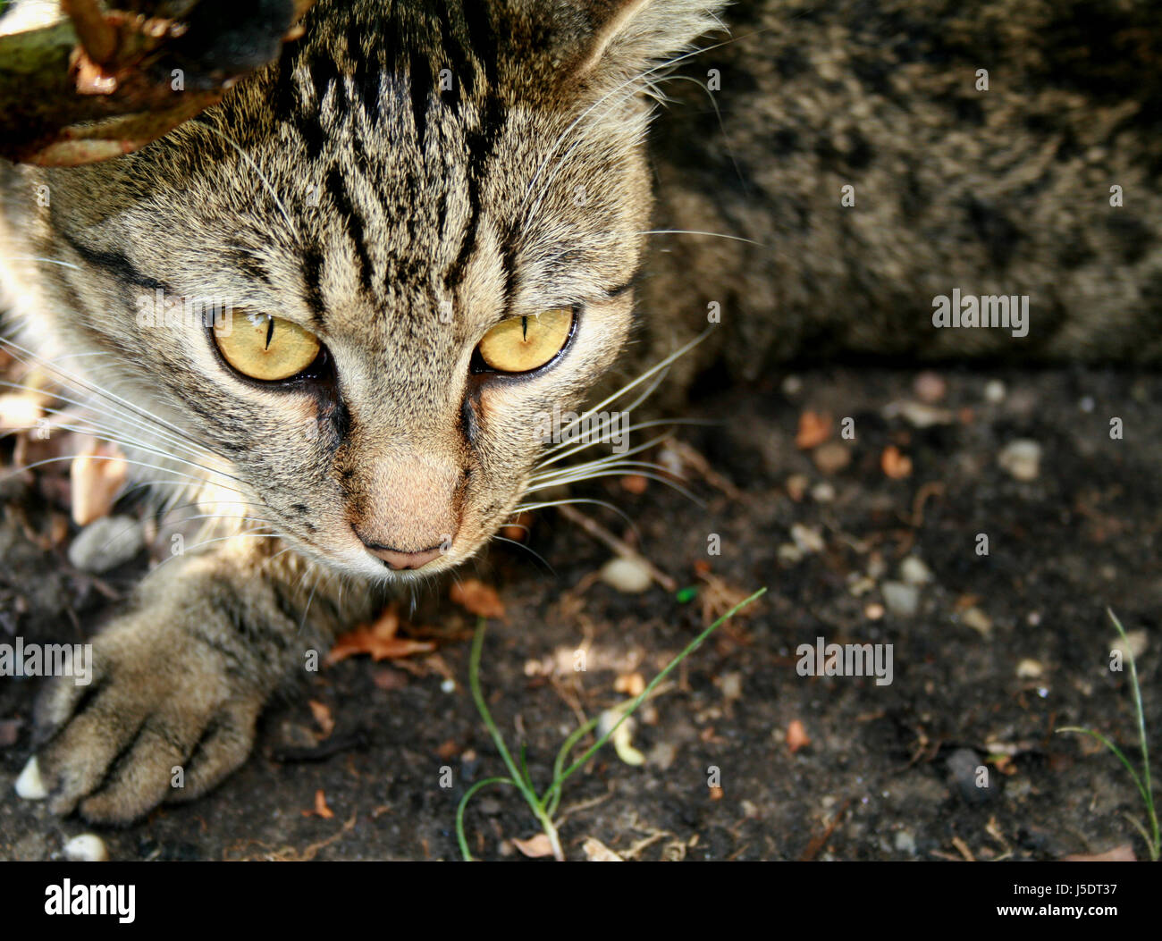 animal pet eyes cat big cat feline predator tiger lie lying lies ears ...