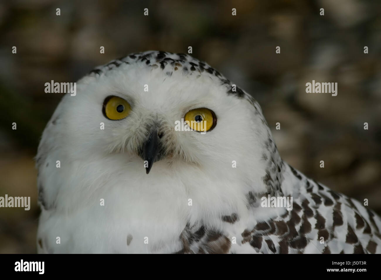 bird portrait birds animal portrait eyes zoo look glancing see view ...