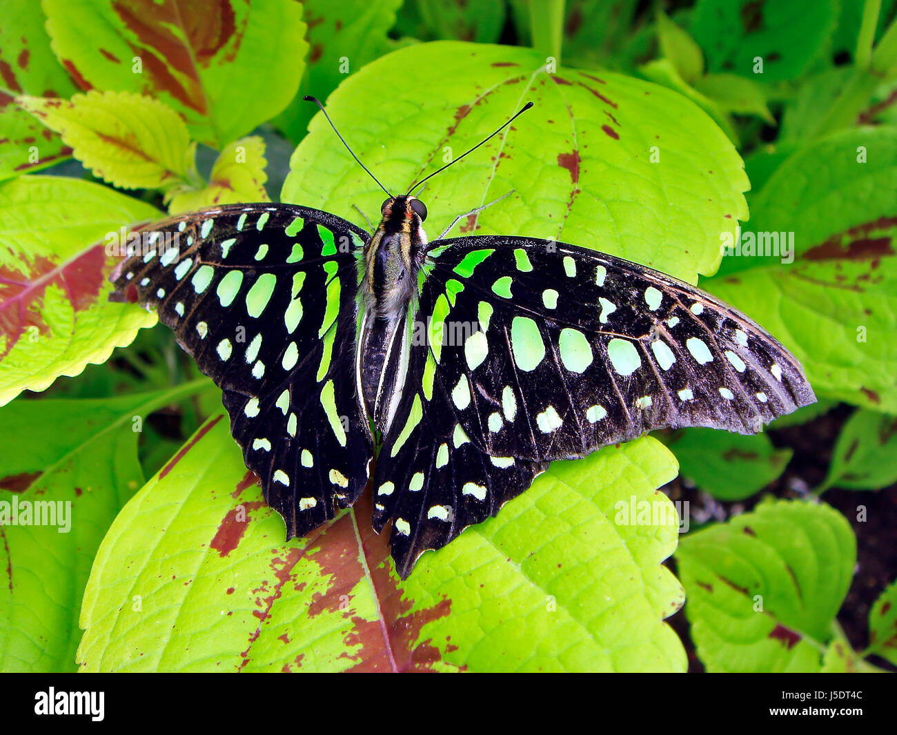 Jay design hi-res stock photography and images - Alamy