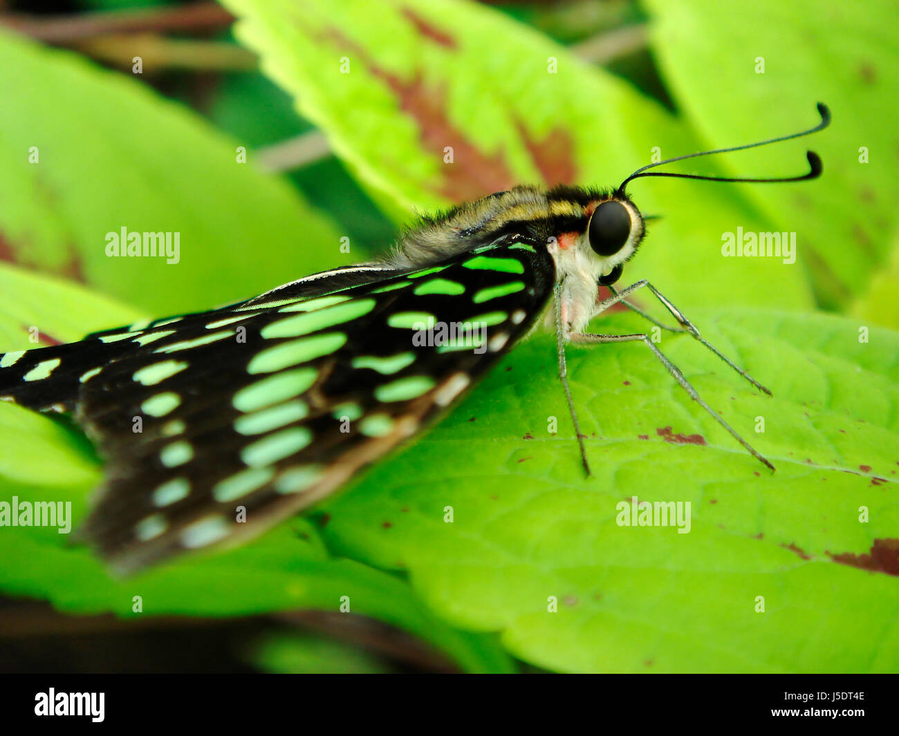 Jay design hi-res stock photography and images - Alamy