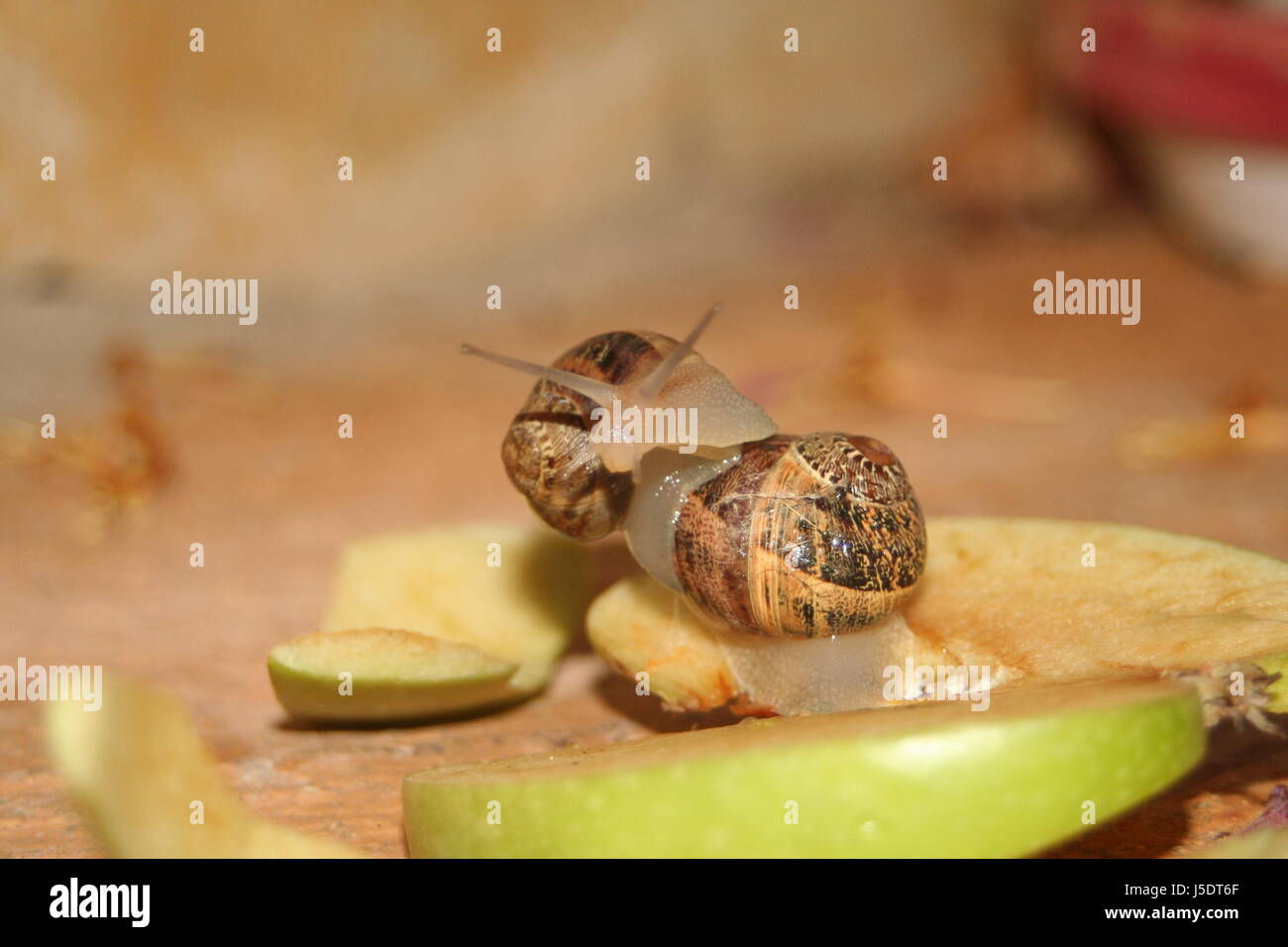 fodder green hunger duo fruit apples apple beige snail escargots trash ...