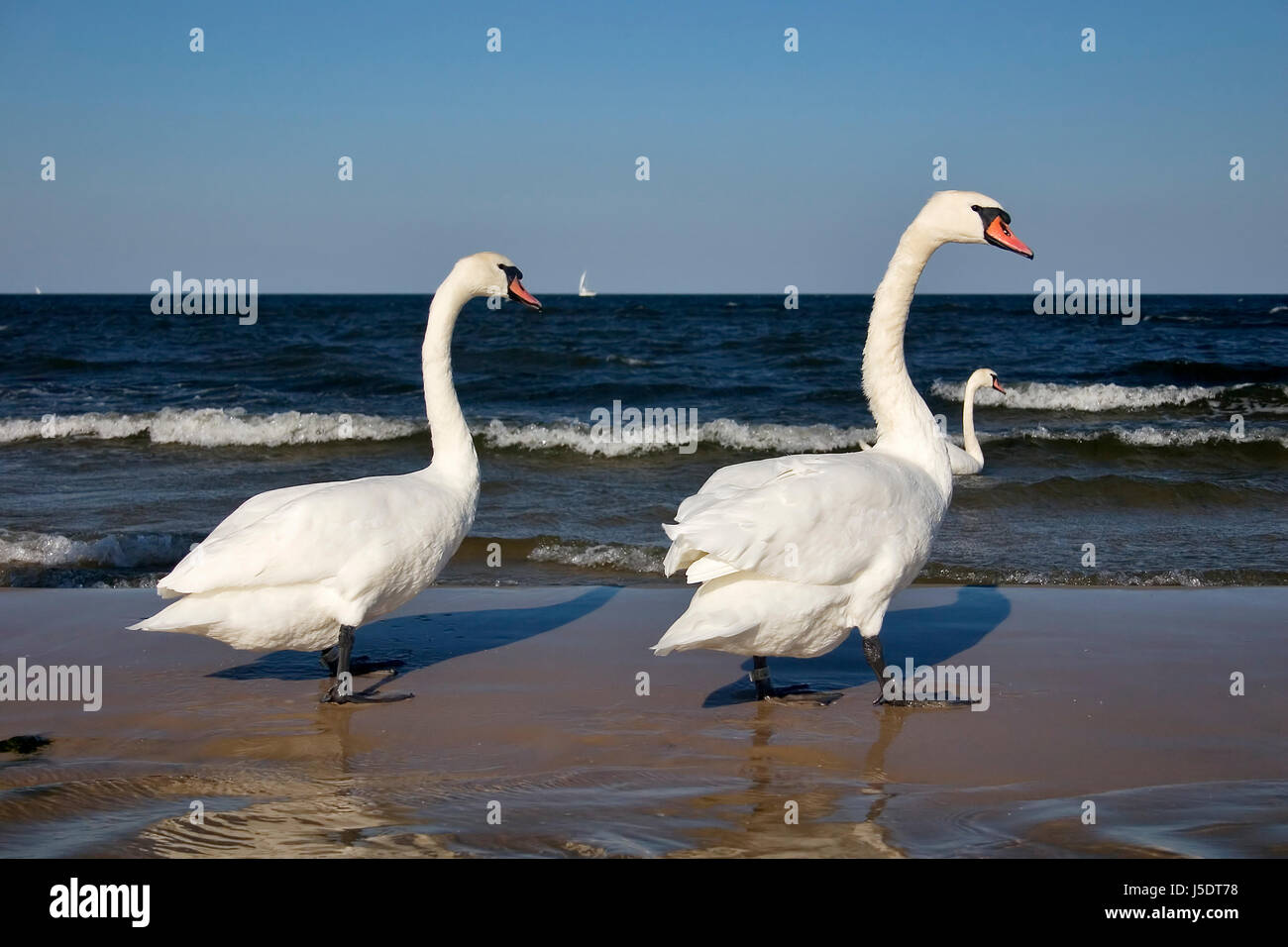 bird beach seaside the beach seashore swans swan birds waves blank ...