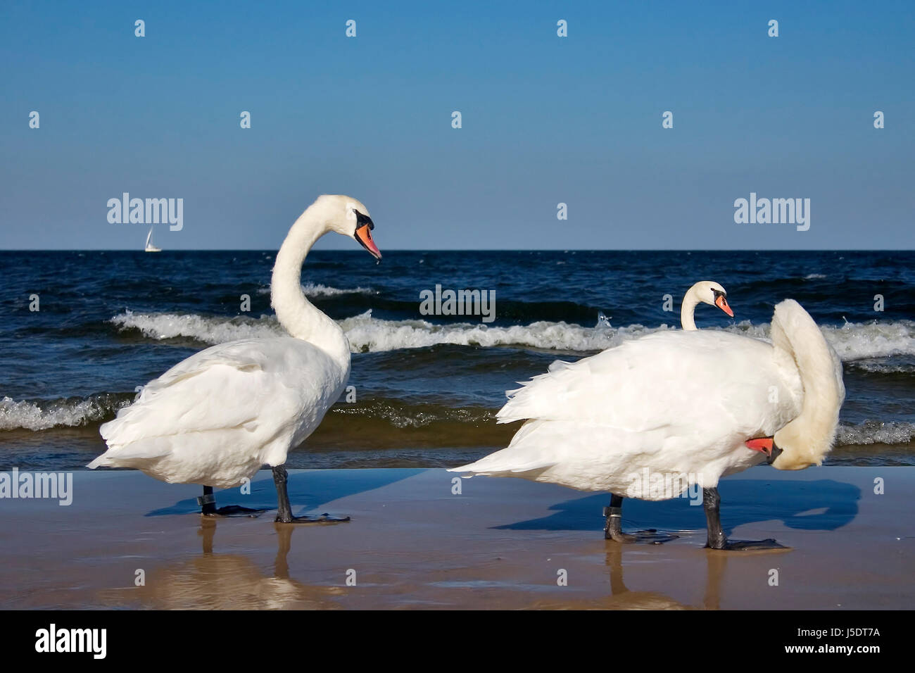 bird beach seaside the beach seashore swans swan birds waves blank ...