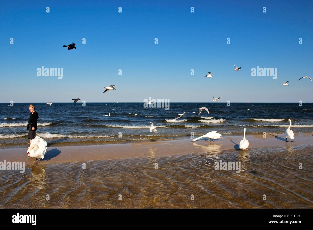 bird beach seaside the beach seashore swans swan birds waves blank ...