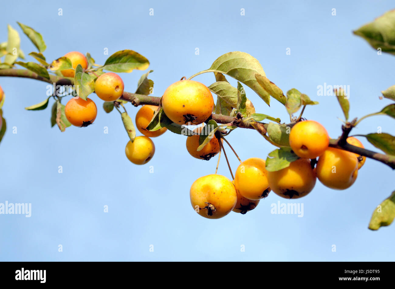 blue small tiny little short golden apples apple branch edible orange ...