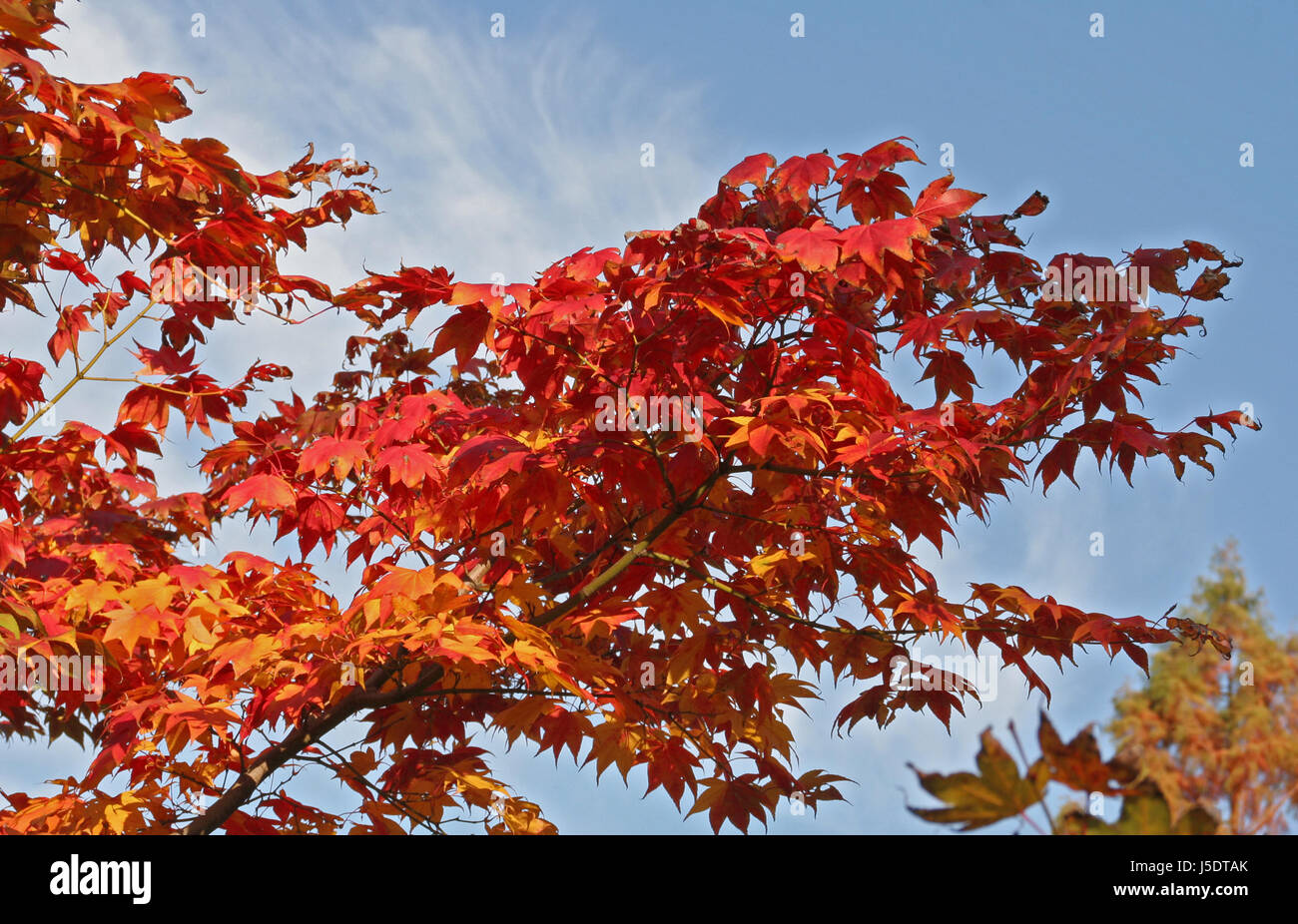 blue tree leaves coloured colourful gorgeous multifarious richly ...