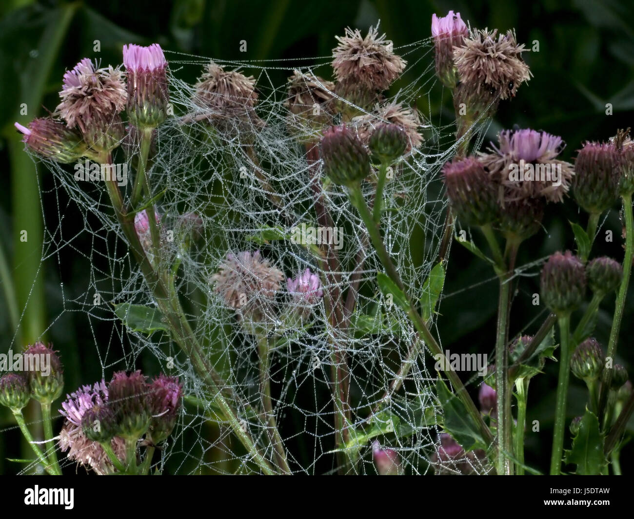 net thread dewdrop threads thistles water nature cobweb spiders web ...