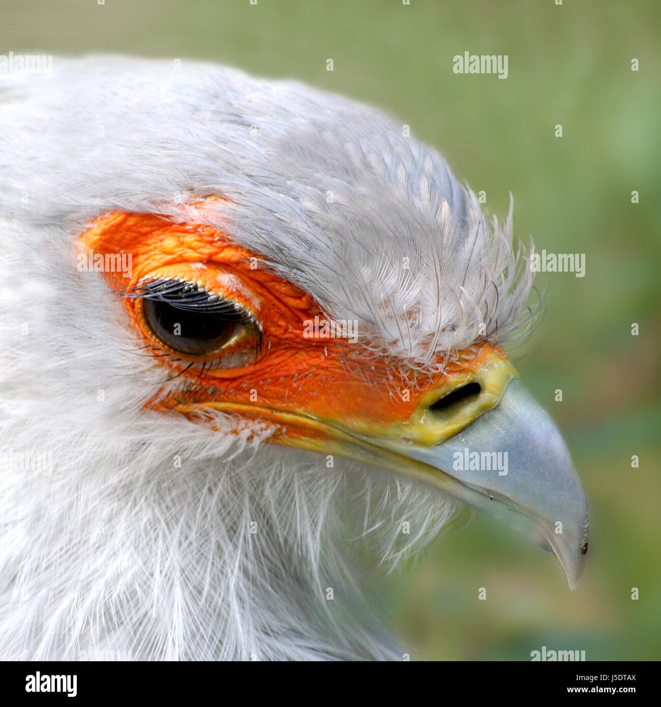 Jutes hi-res stock photography and images - Alamy