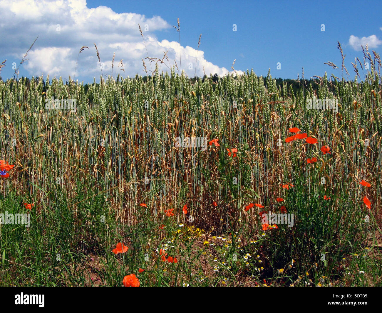 bread plant agriculture farming field flower flowers grain grasses ...
