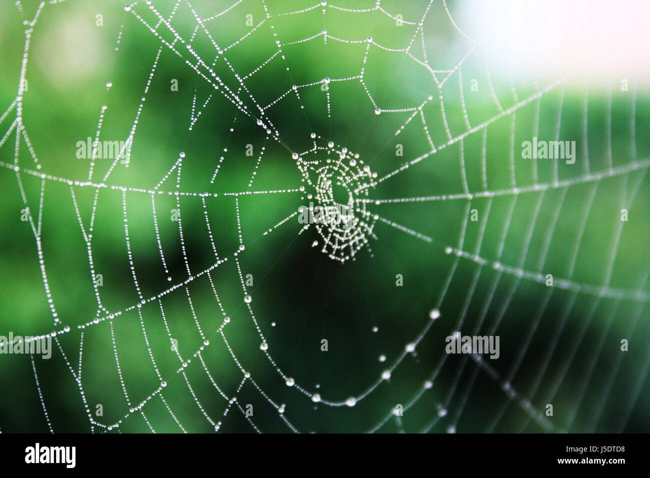 spider net thread dew threads cases trap nature cobweb spiders web drop ...