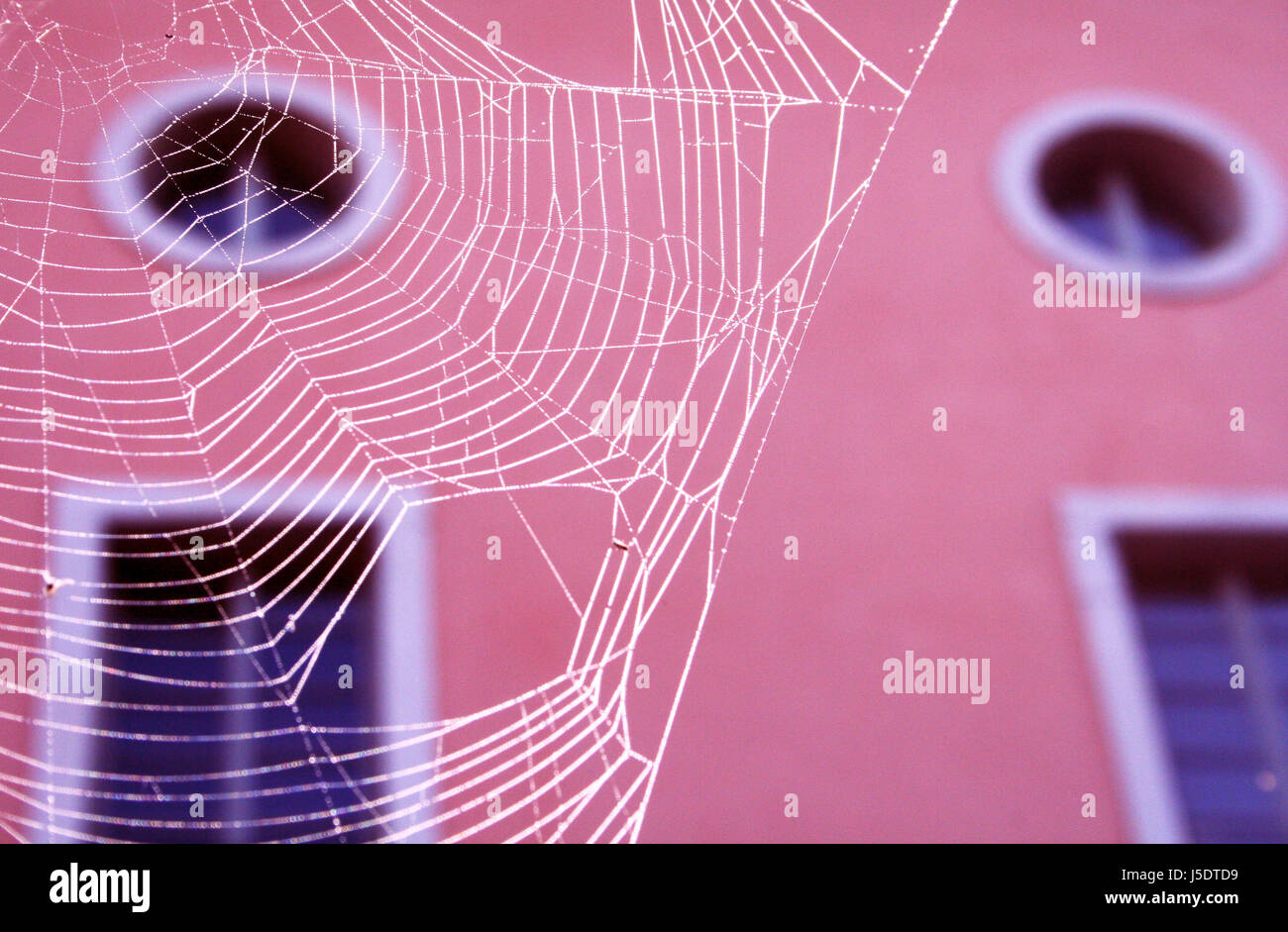 house building animal spider net thread style of construction ...