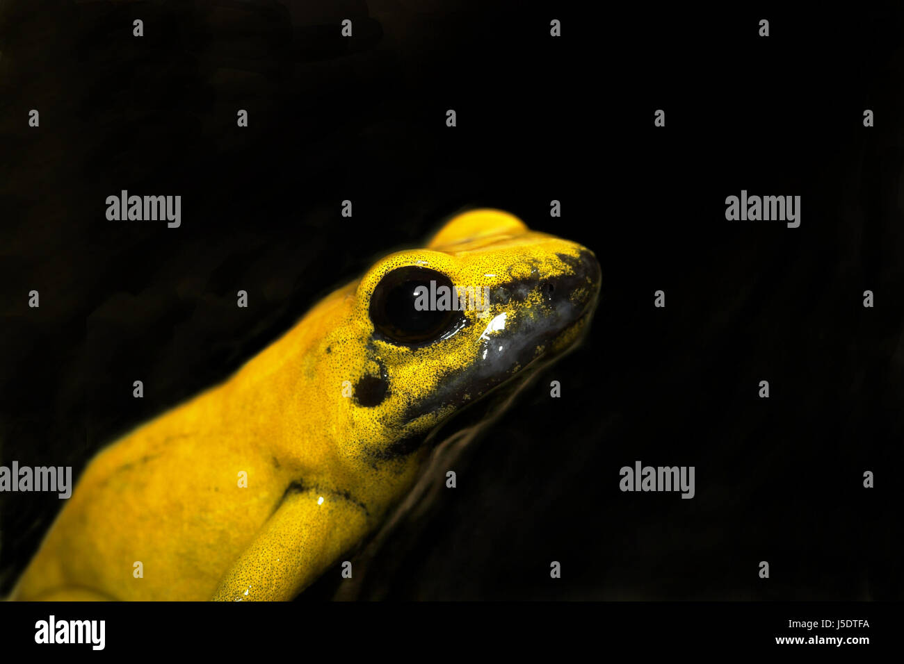 blue macro close-up macro admission close up view waters animal ...