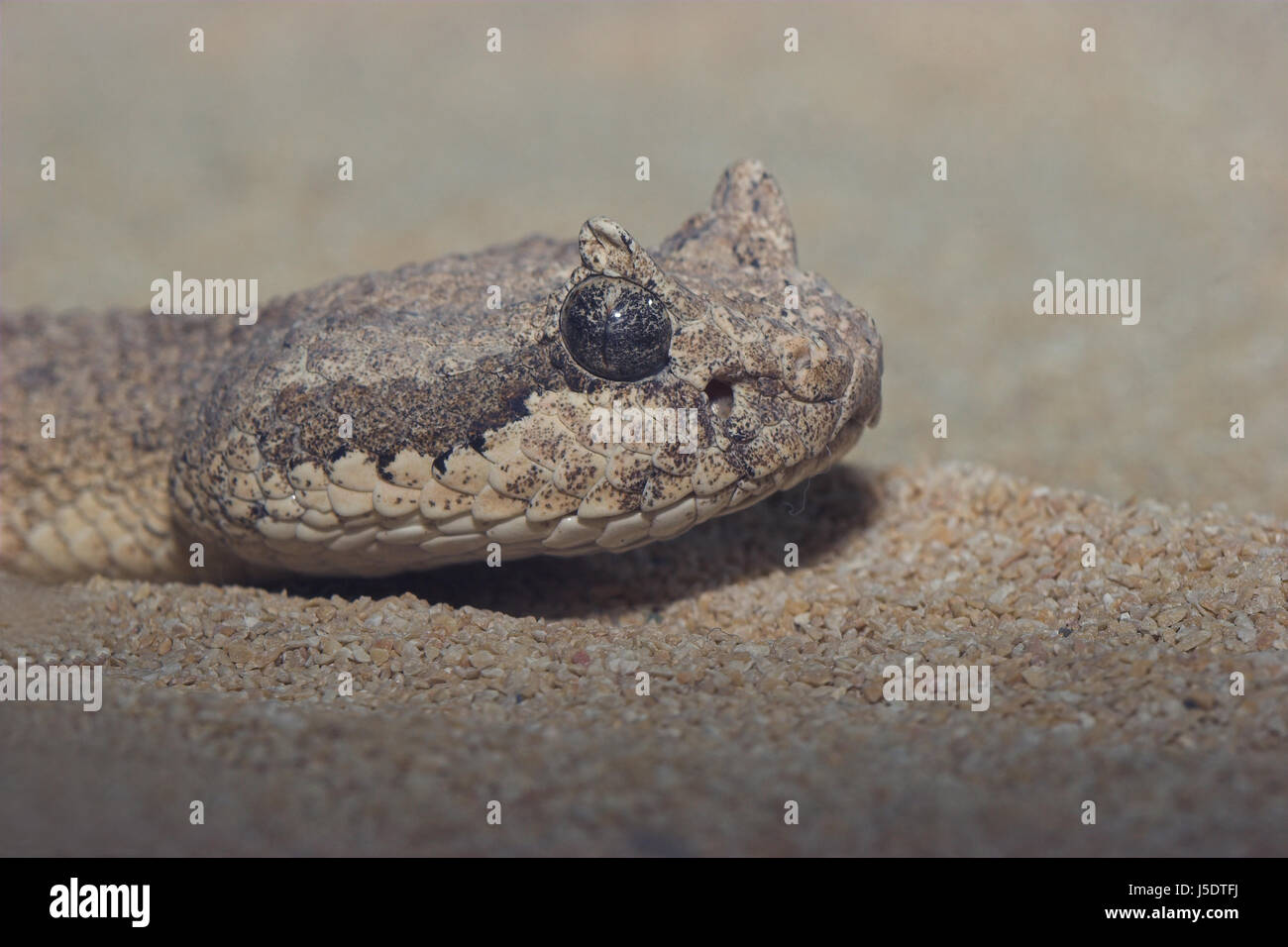 danger caution snake poison deadly vipers snakes rattlesnake dangerous ...