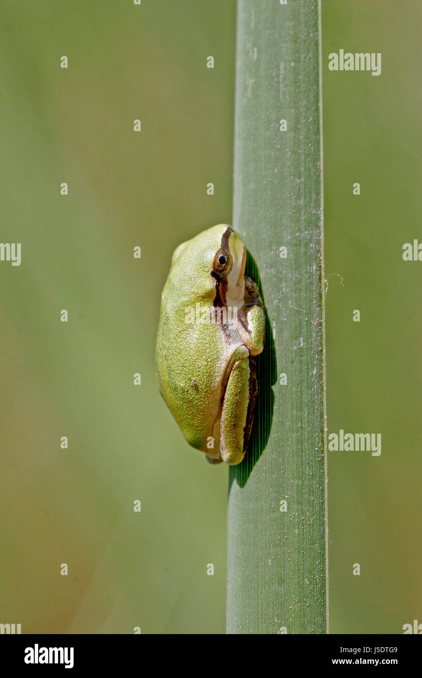 hyla meridionalis,mediterranean tree frog Stock Photo - Alamy
