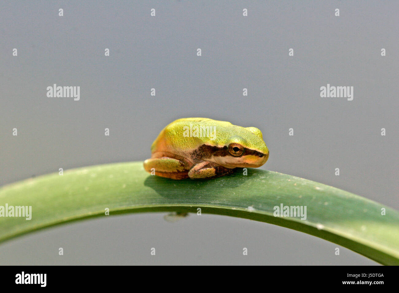 green small tiny little short amphibians frog blade of grass meadow ...