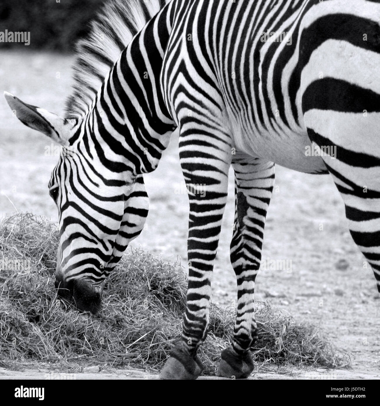 Zebra Eating Hay High Resolution Stock Photography and Images - Alamy