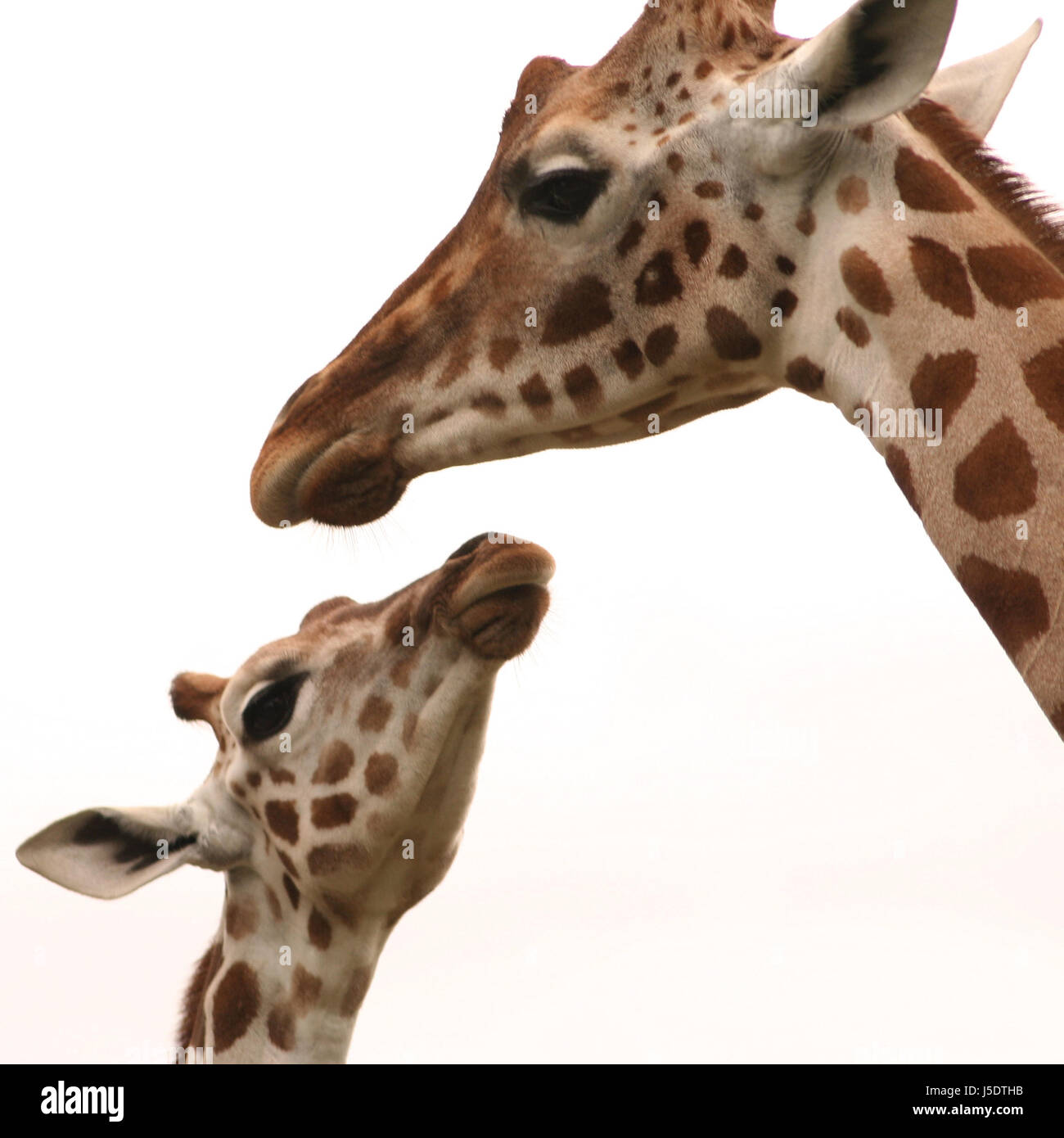 animal mammal parents dear cuddle welfare smooch giraffe kiss parental ...