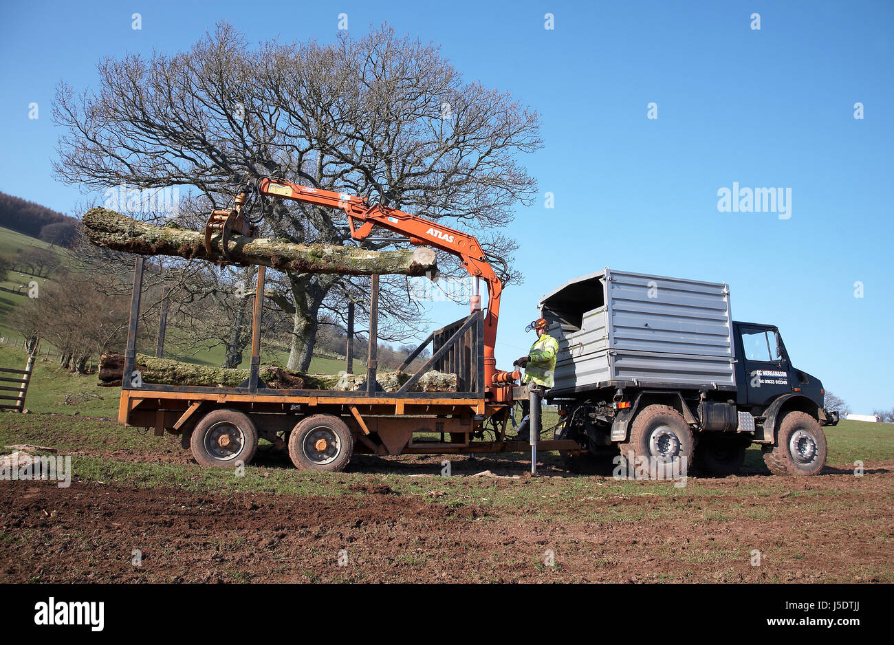 Farmer in South Wales, loading up a flatbed with trees that were ...