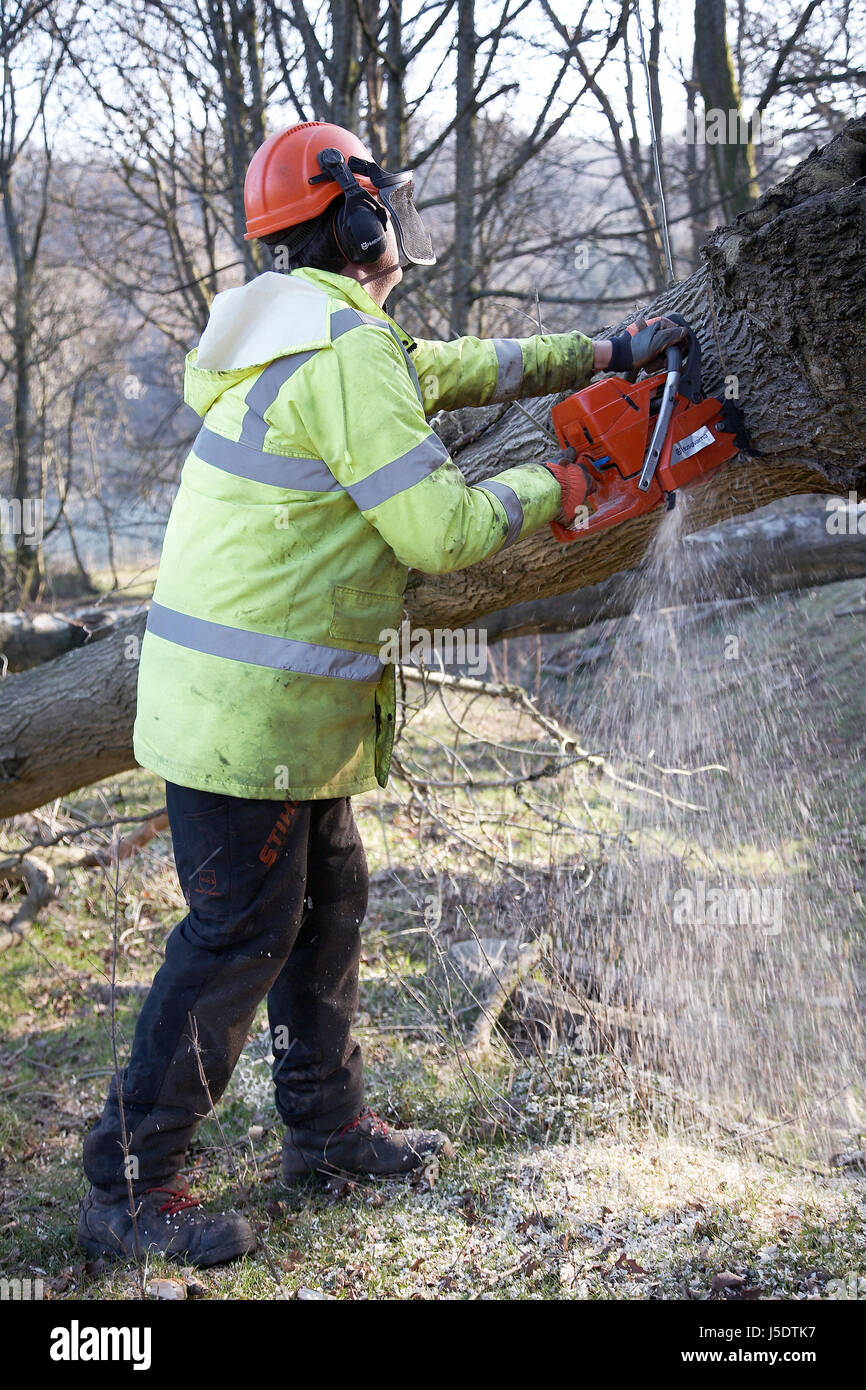 Man cutting up a tree which has fallen in a field from storms with a ...