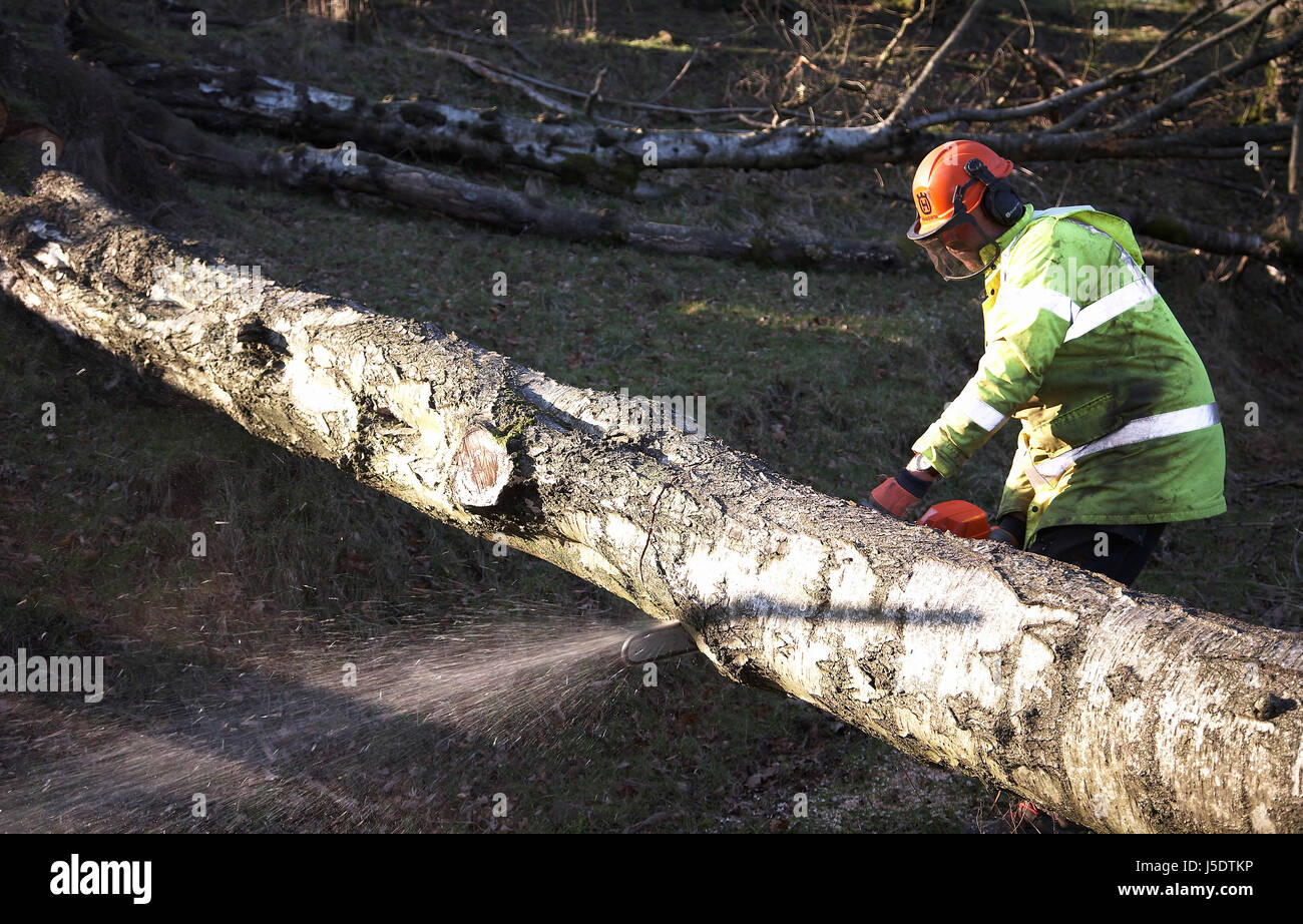 Cutting fallen tree hi-res stock photography and images - Alamy