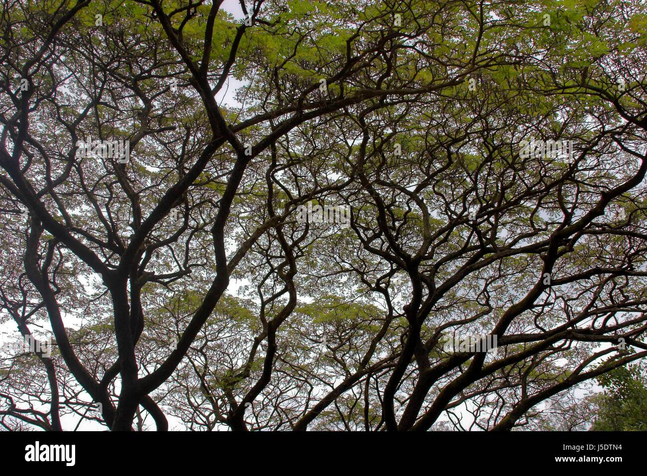 leaf tree trees green leaves tribes branches confusion mess branch ...