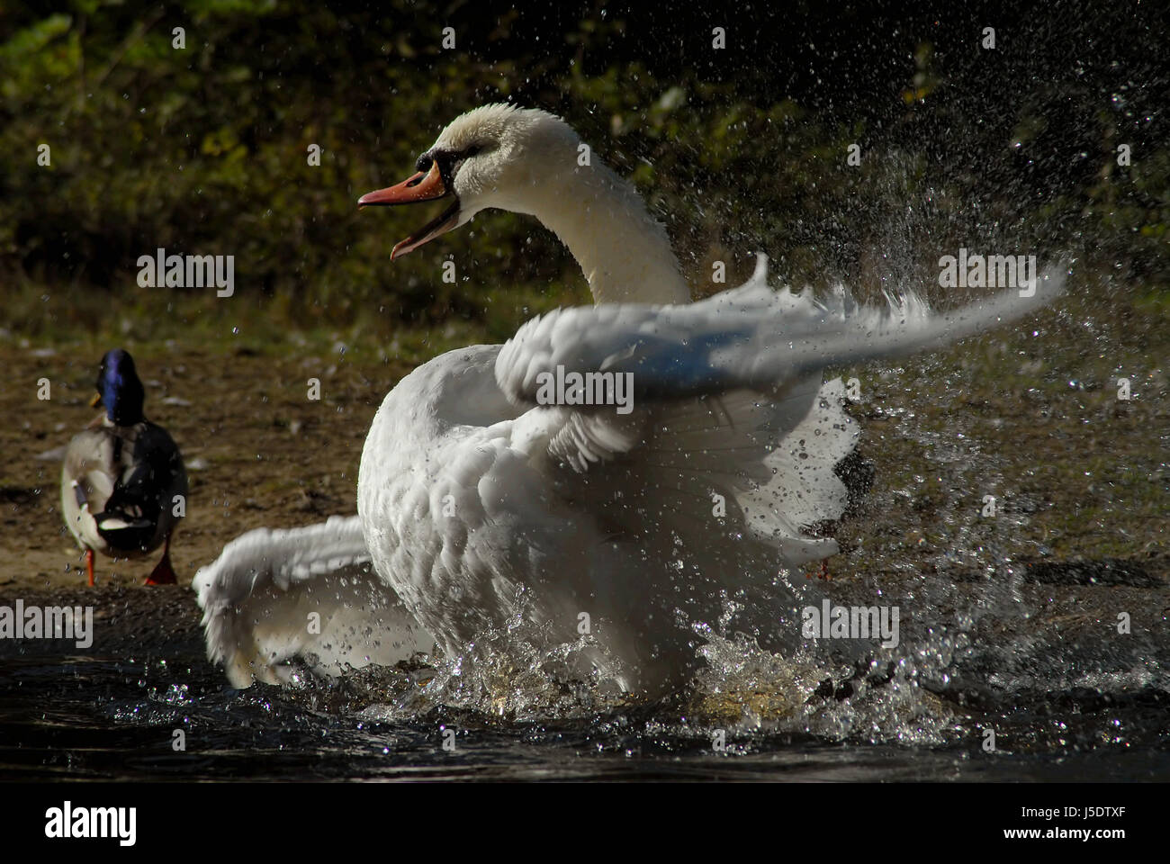 motion postponement moving movement waters animal bird swan birds ...