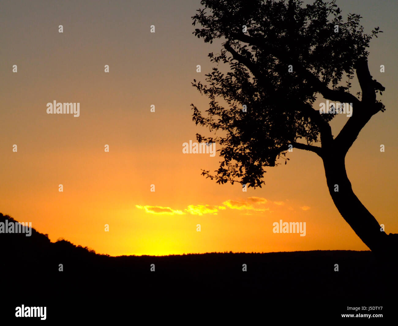 tree sunset trunk evening branches evening tendency counter-light shine ...