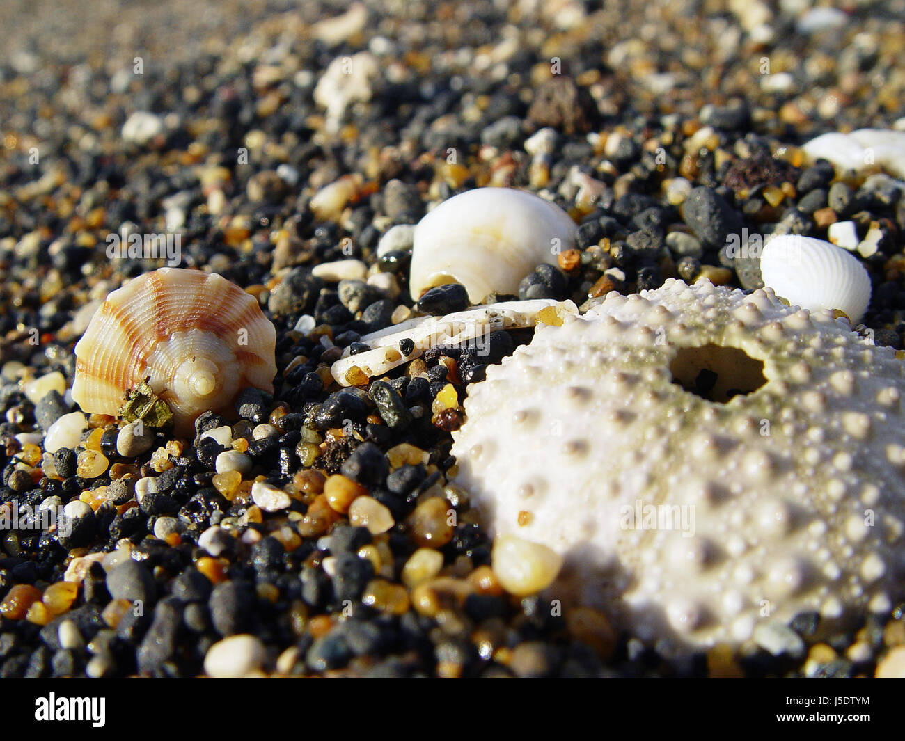 shells in the sand mexico in 2004 Stock Photo - Alamy