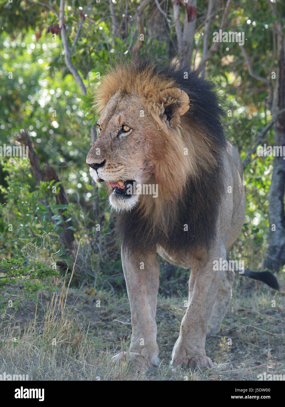 danger wild africa kenya savannah male masculine lion cat big cat ...