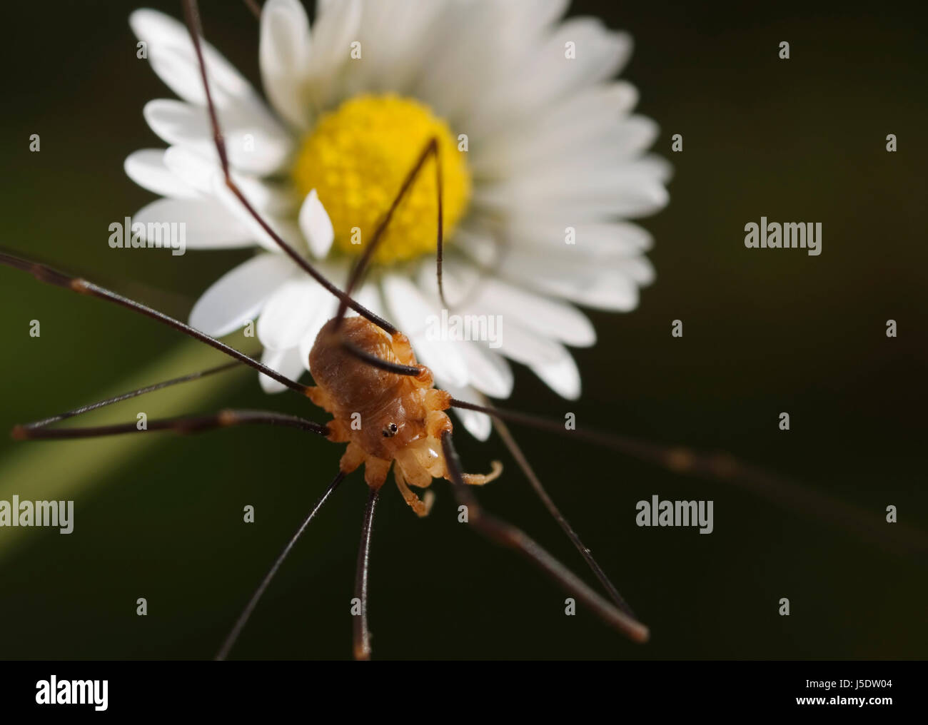 garden insect green spider eight lurk gardens put sitting sit carpenter ...