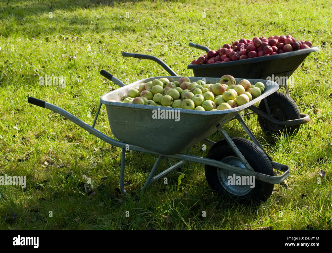 blue green biological apple tree fruit apples apple fruit-tree harvest ...