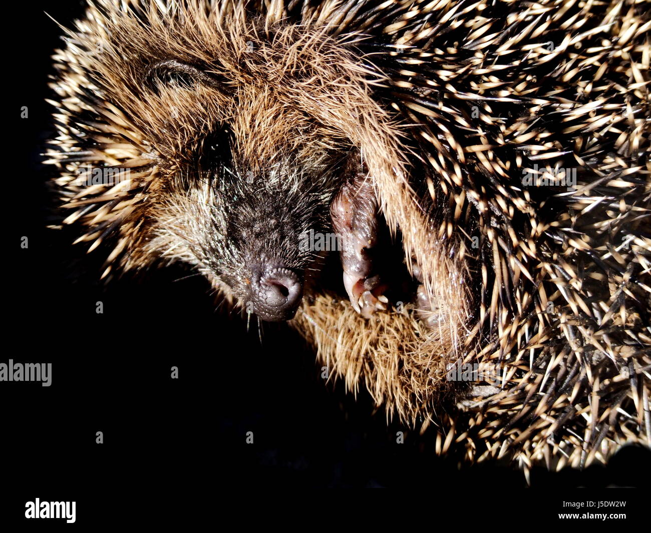 garden lone wolf prickly hedgehog gardens insectivore insectivorous ...