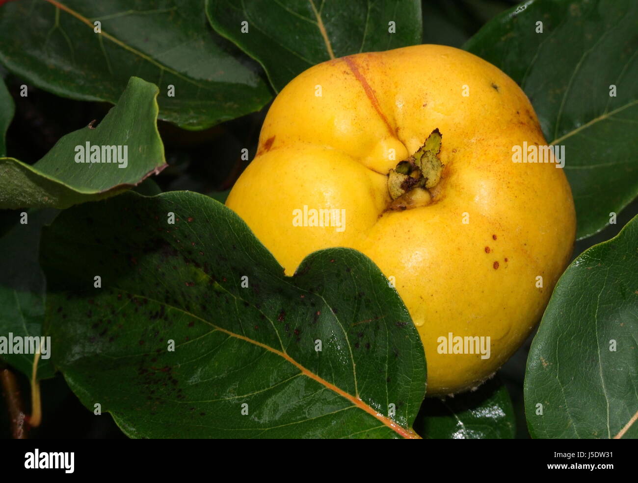 progenies fruits pome fruit quinces golden decorative core quince ...