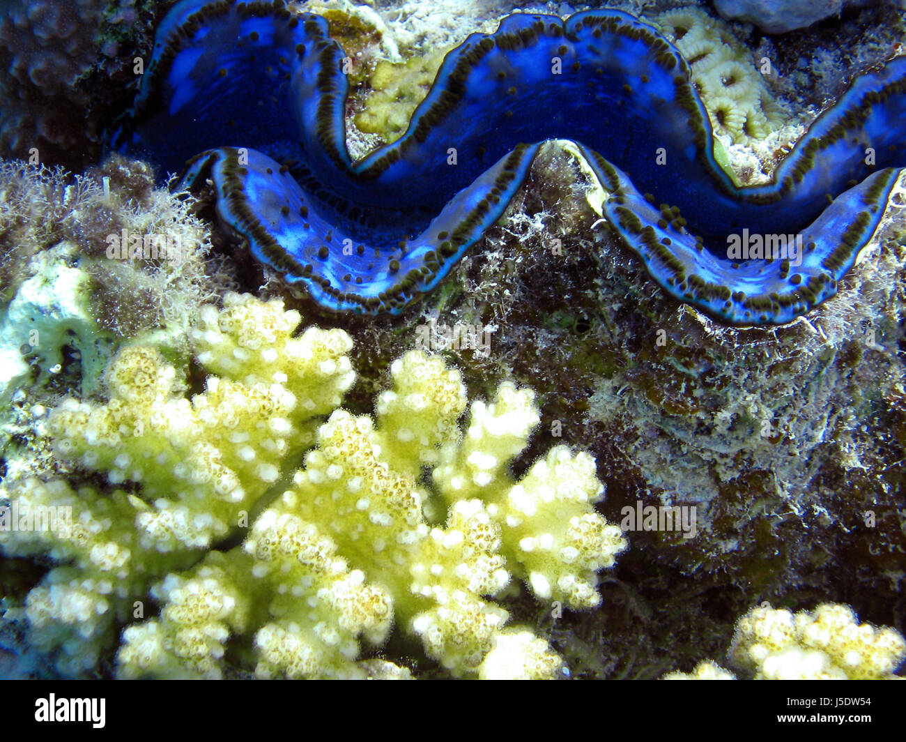 blue shell underwater dive atoll snorkel reef spinelessly neighbors ...