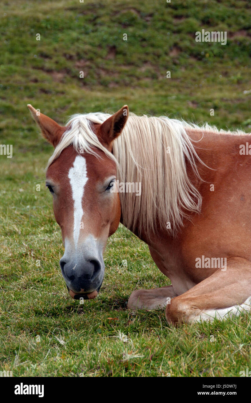 horse animal dolomites alps portrait sleep sleeping mare tired mane ...