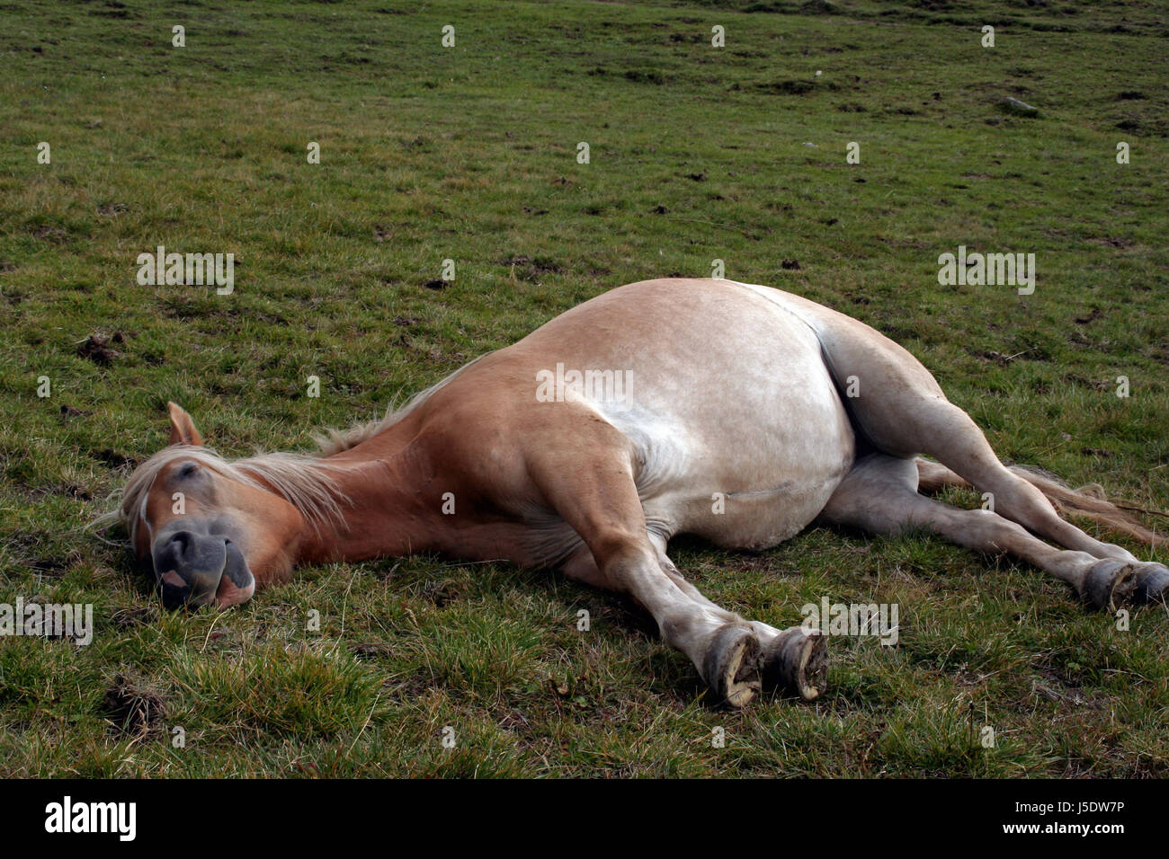 horse animal dolomites alps portrait sleep sleeping mare tired mane ...