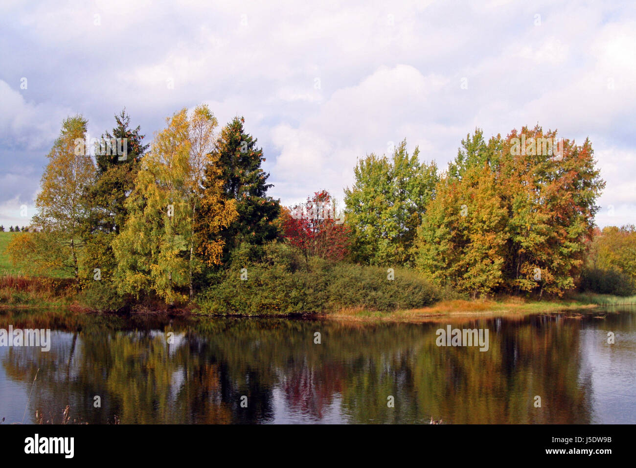 blue colour tree trees green coloured colourful gorgeous multifarious ...