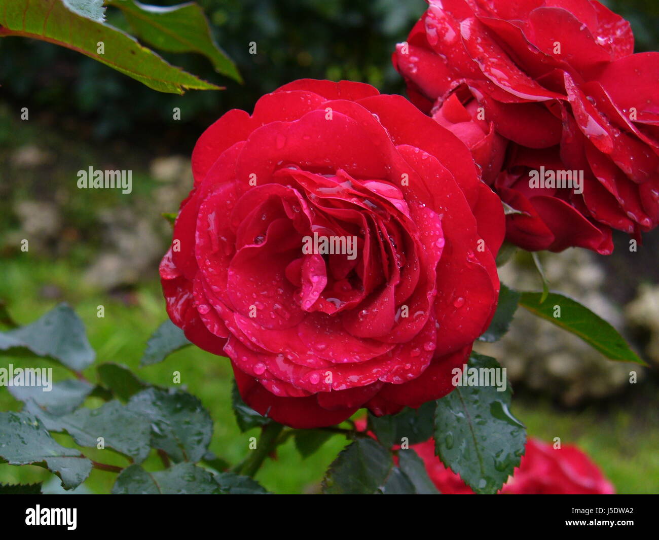Red rose thorns hi-res stock photography and images - Alamy